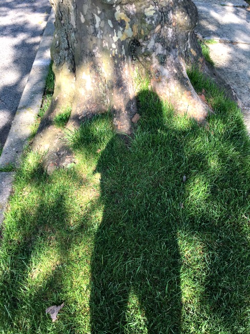 Sally Tree Shadow 2018IMG_4819 | Envisioning The American Dream