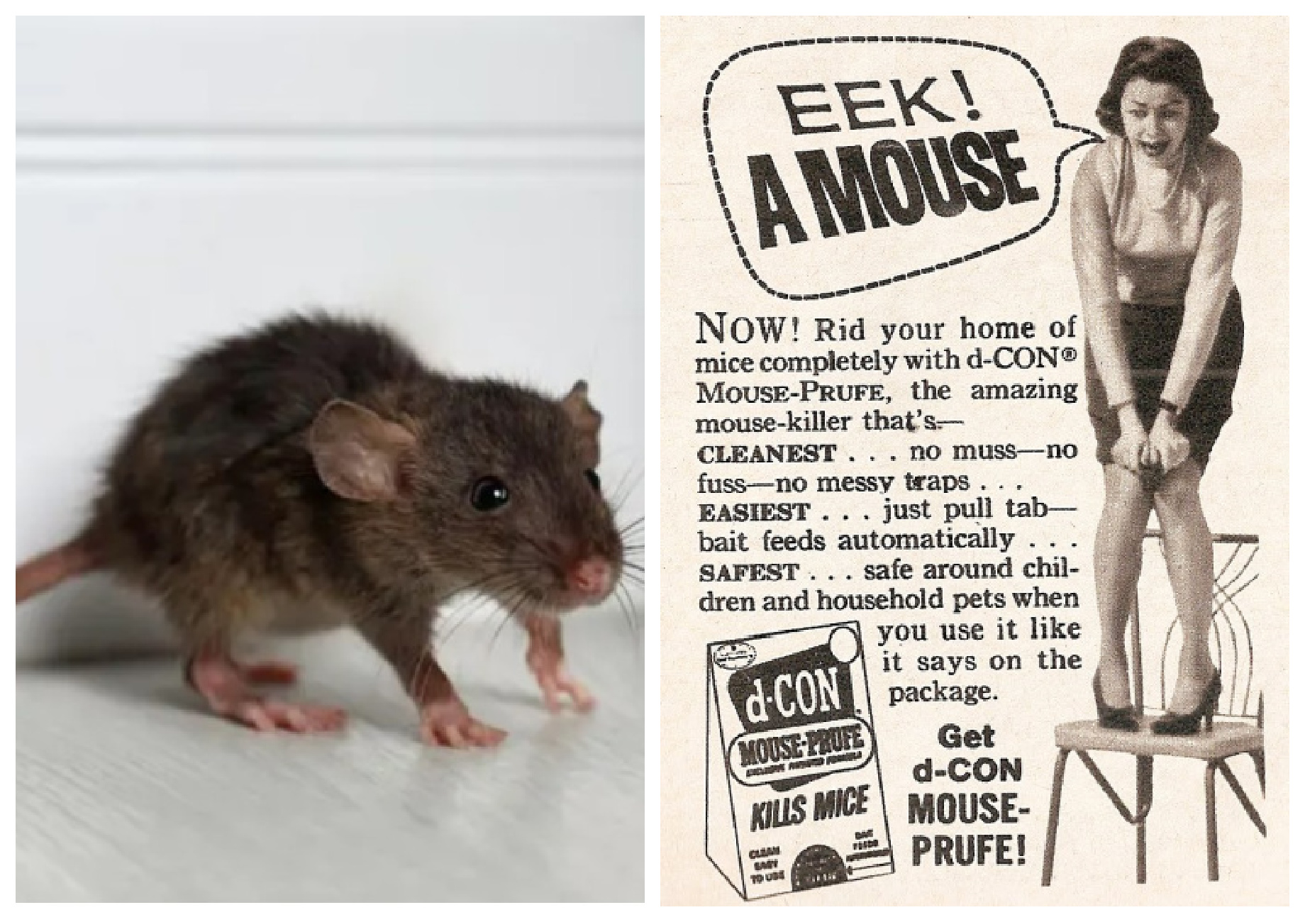 mouse Mouse ad | Envisioning The American Dream